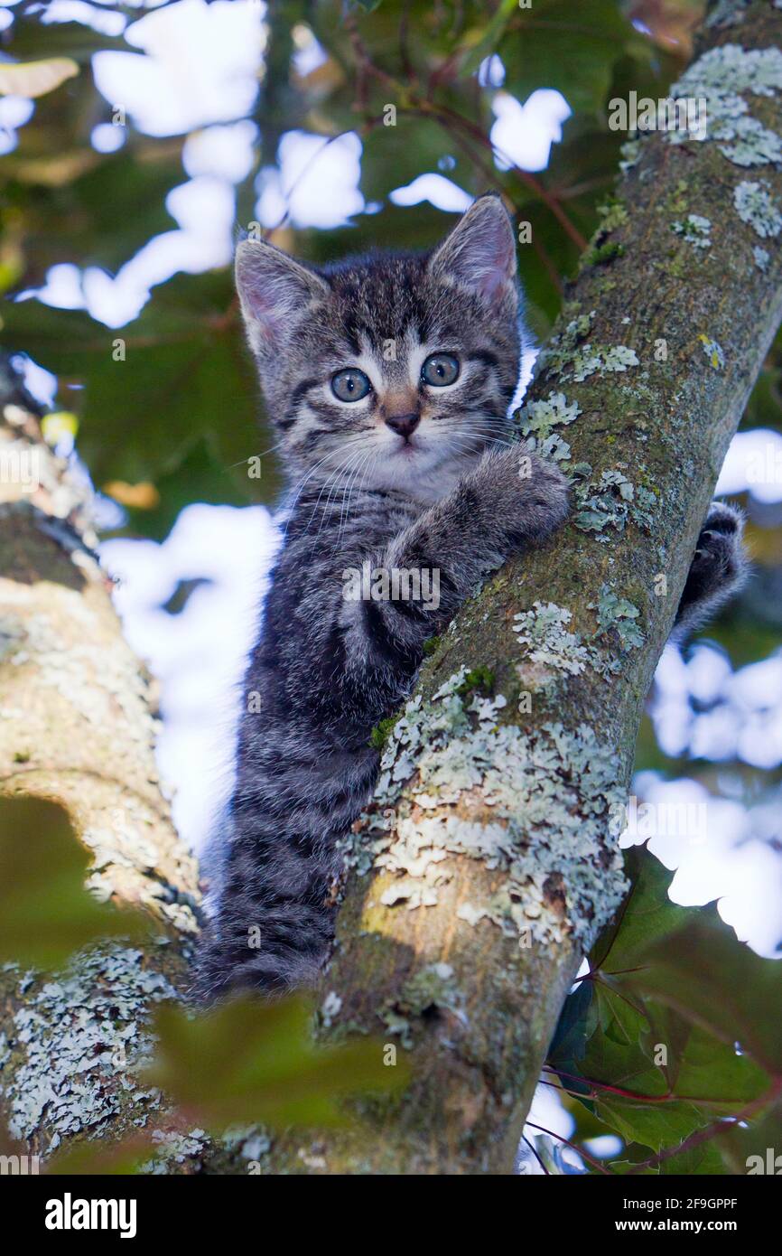 Domestic cat, kitten in tree, tabby Stock Photo - Alamy