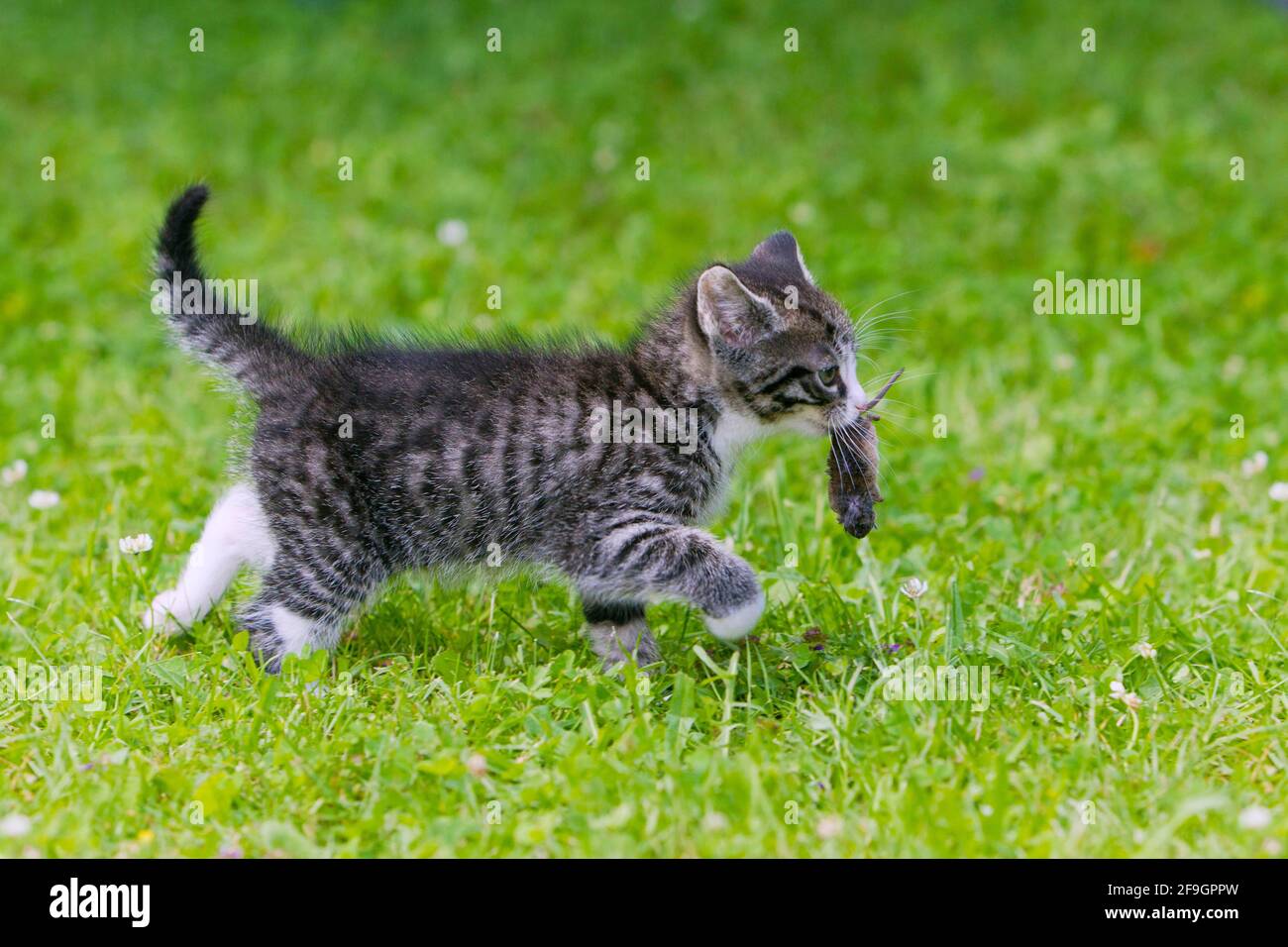 House cat, kitten with mouse, mackerel, lateral Stock Photo - Alamy