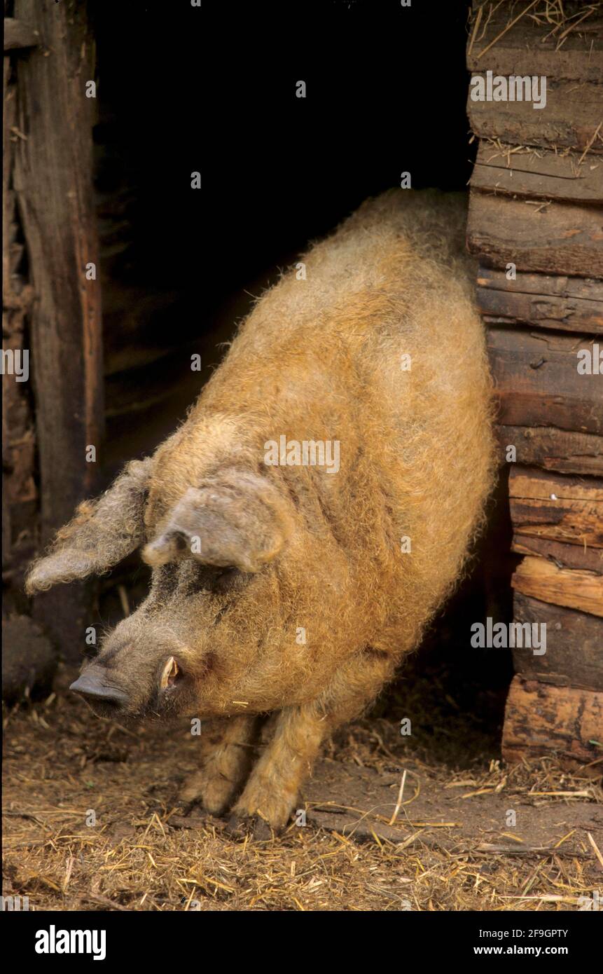 Mangalica pig, Mangalitsa, Mangalitza, Mangalica Stock Photo - Alamy