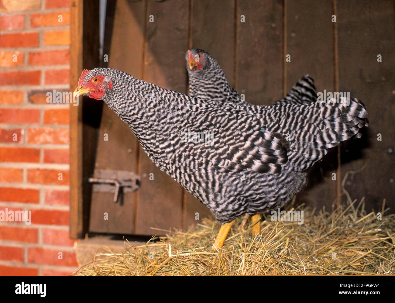 Amrock, commercial chicken breed from the USA Stock Photo - Alamy