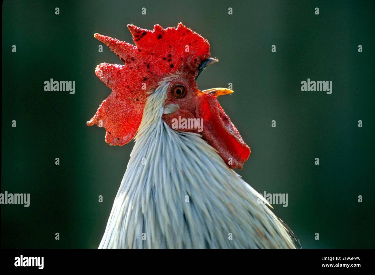 Ohiki, Minohiki-Chabo, Domestic Chicken, Southern Japanese Bantam Breed ...