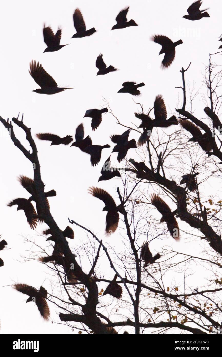 Crow swarm hi-res stock photography and images - Alamy