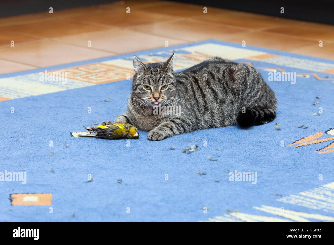 House cat with captured songbird, mackerel Stock Photo - Alamy