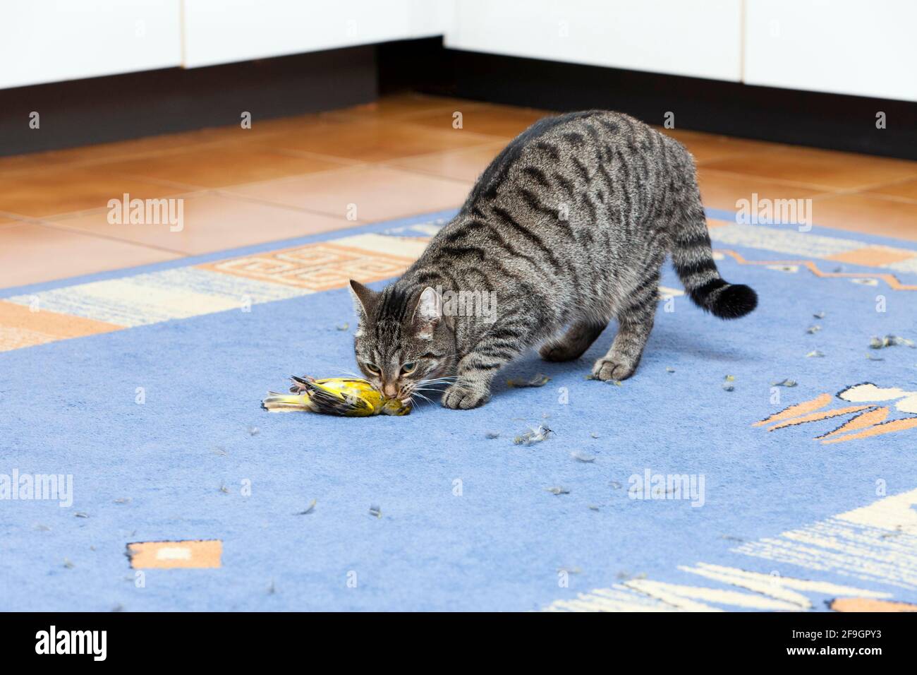 House cat with captured songbird, mackerel Stock Photo - Alamy