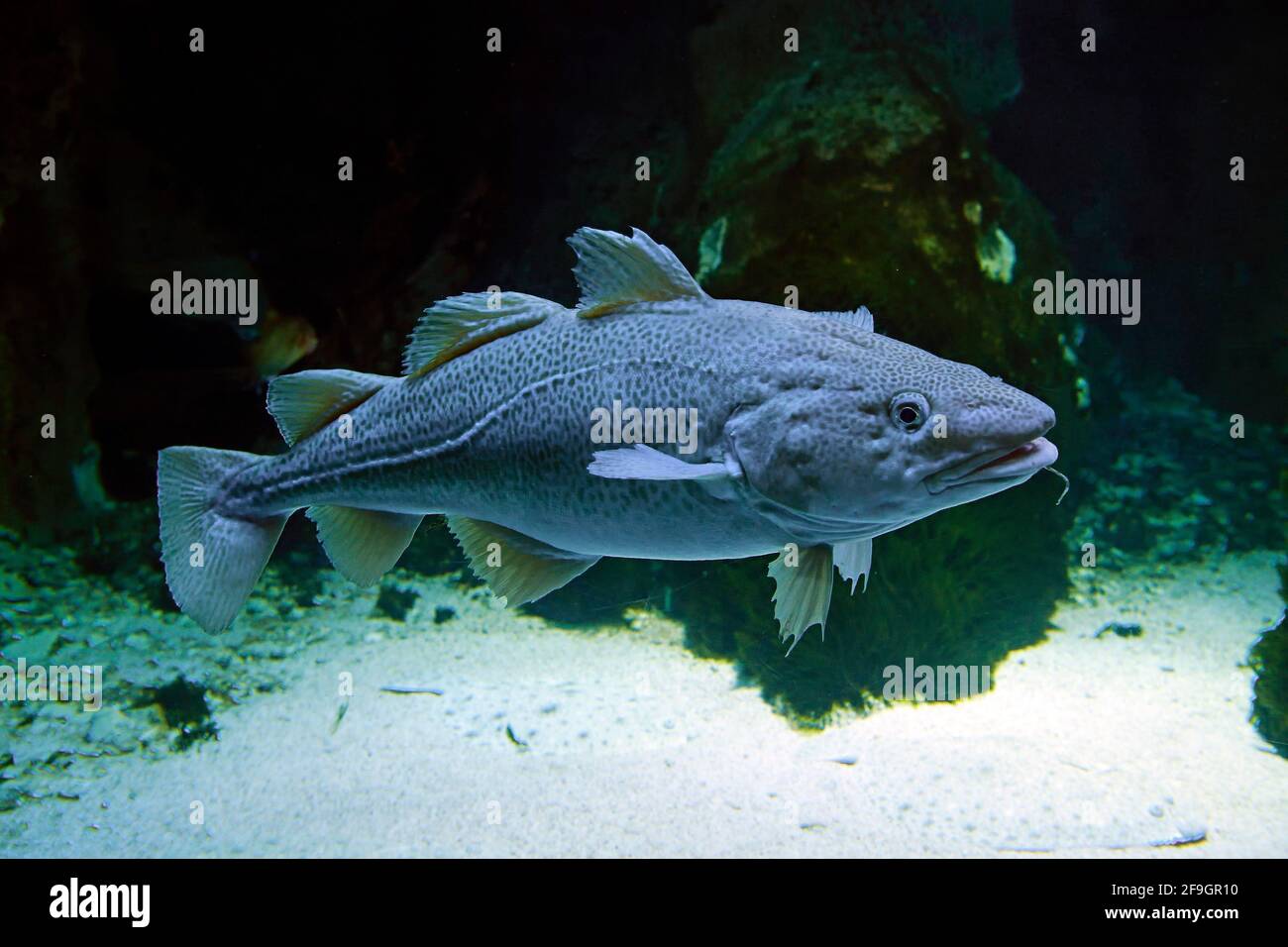 Atlantic cod underwater hi-res stock photography and images - Alamy