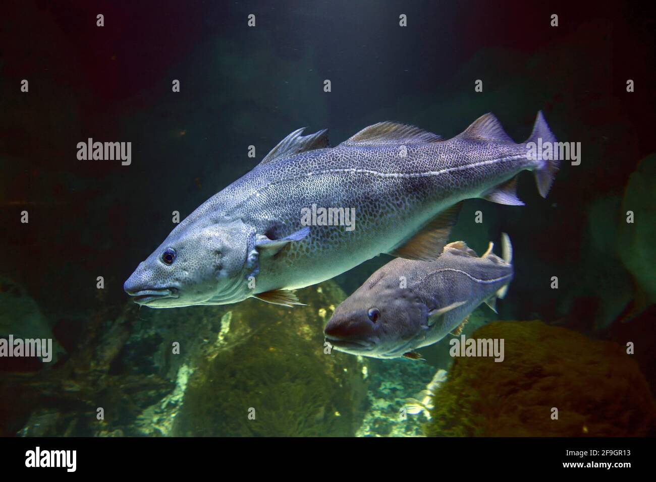 Atlantic cod underwater hi-res stock photography and images - Alamy