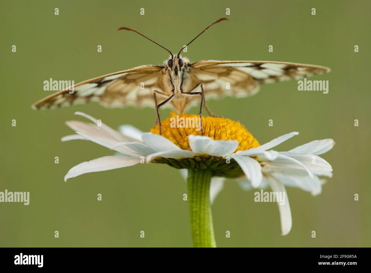 Marbled white (Melanargia galathea), Ox-eye daisy (Leucanthemum vulgare ...