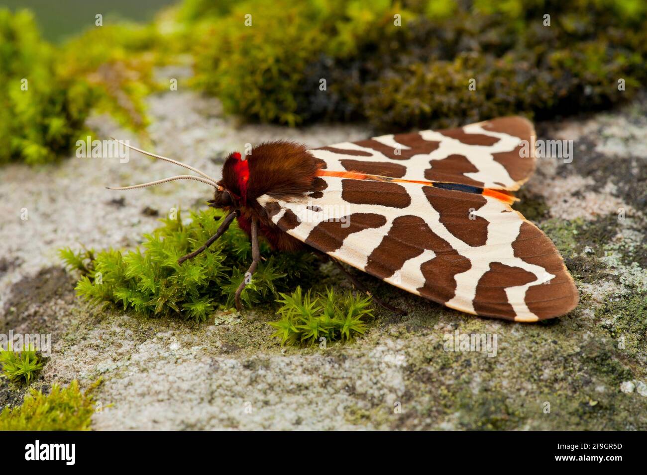 Garden tiger moth hi-res stock photography and images - Alamy