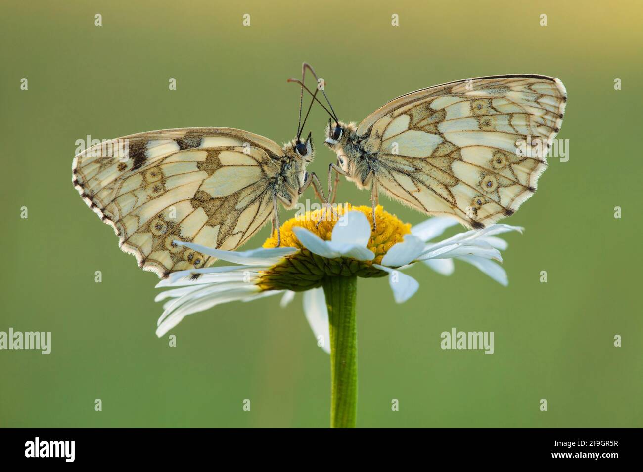 Marbled white (Melanargia galathea), Ox-eye daisy (Leucanthemum vulgare ...