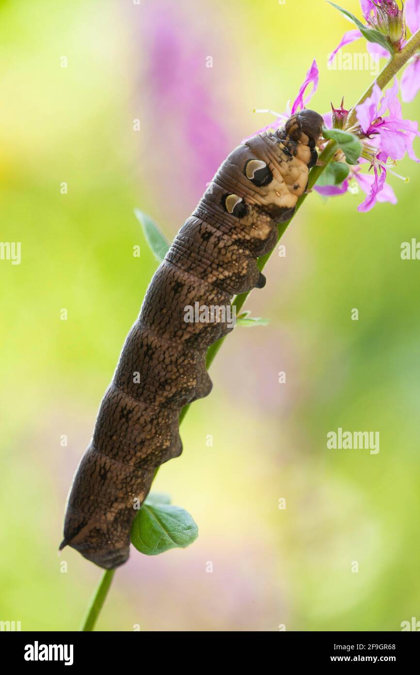 Elephant hawk-moths (Deilephila elpenor) Caterpillar, Rhineland ...