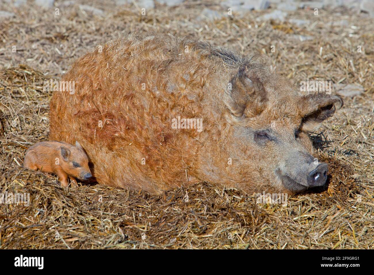 Wooly pigs, sow with piglets, Mangalitsa pig, pigs Stock Photo - Alamy