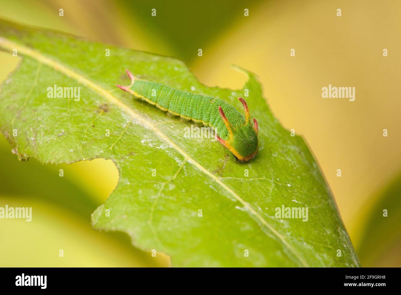 Two-tailed Pasha (Charaxes jasius), caterpillar Stock Photo - Alamy