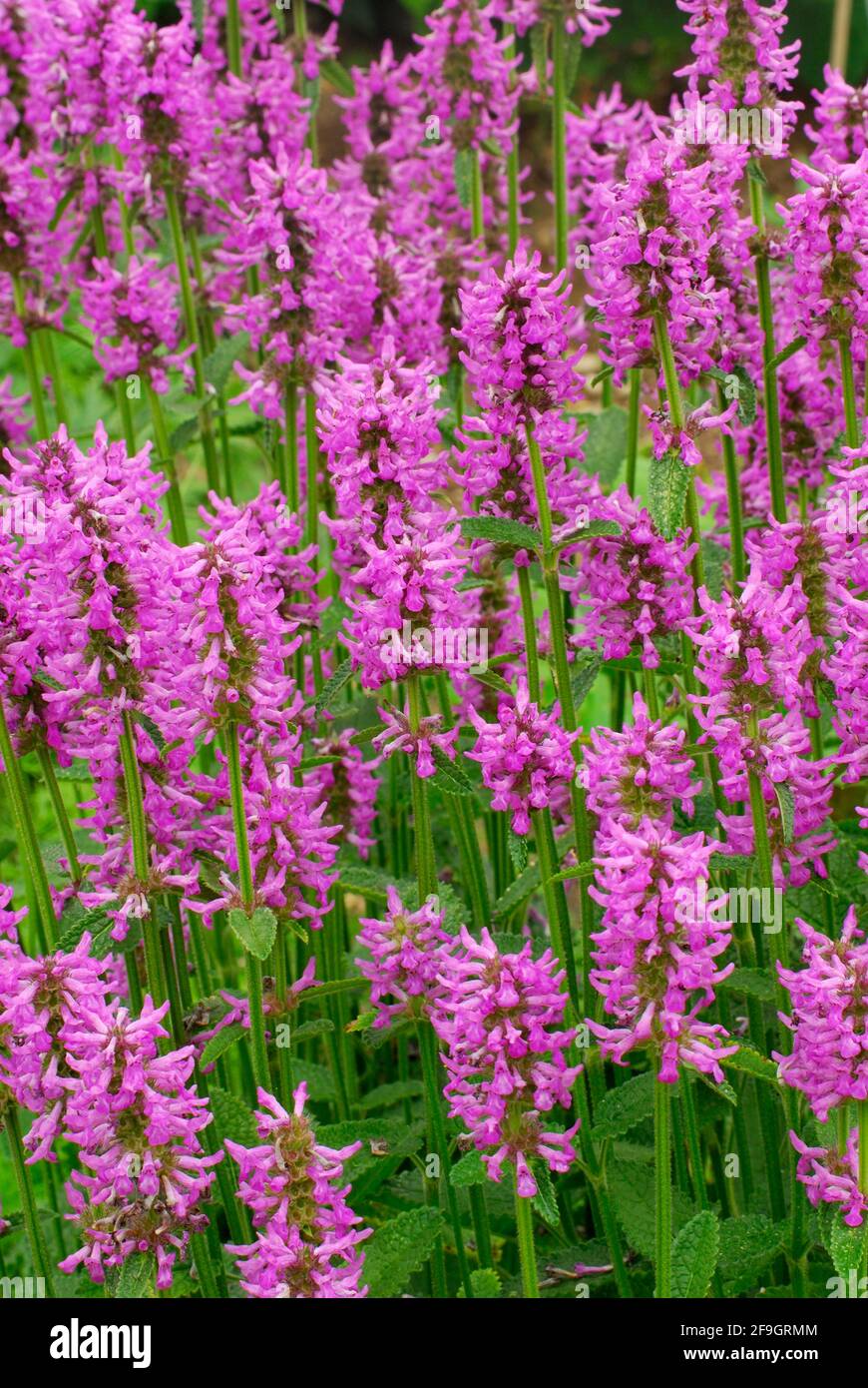 Medicinal genus (Stachys officinalis, Betonica officinalis) , Genuine ...