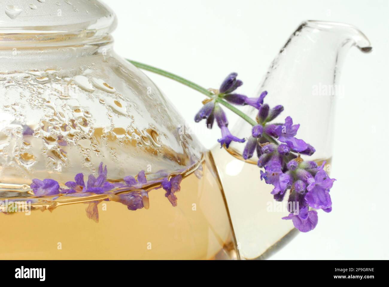 Pot of lavender tea (Lavandula angustifolia Stock Photo - Alamy
