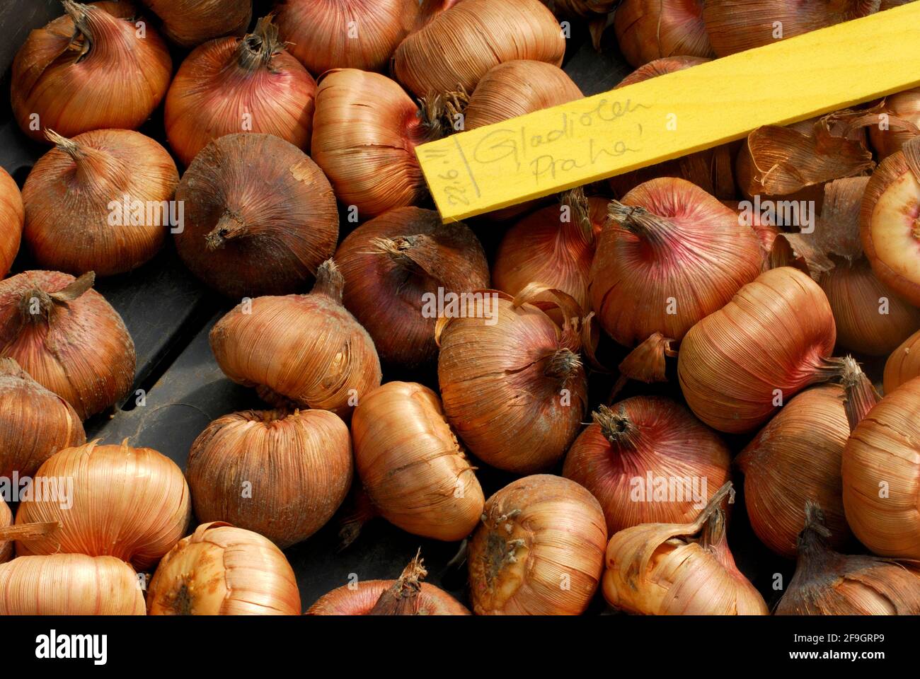 Gladiol tubers Praha, gladiol onions, gladiol tubers Stock Photo - Alamy