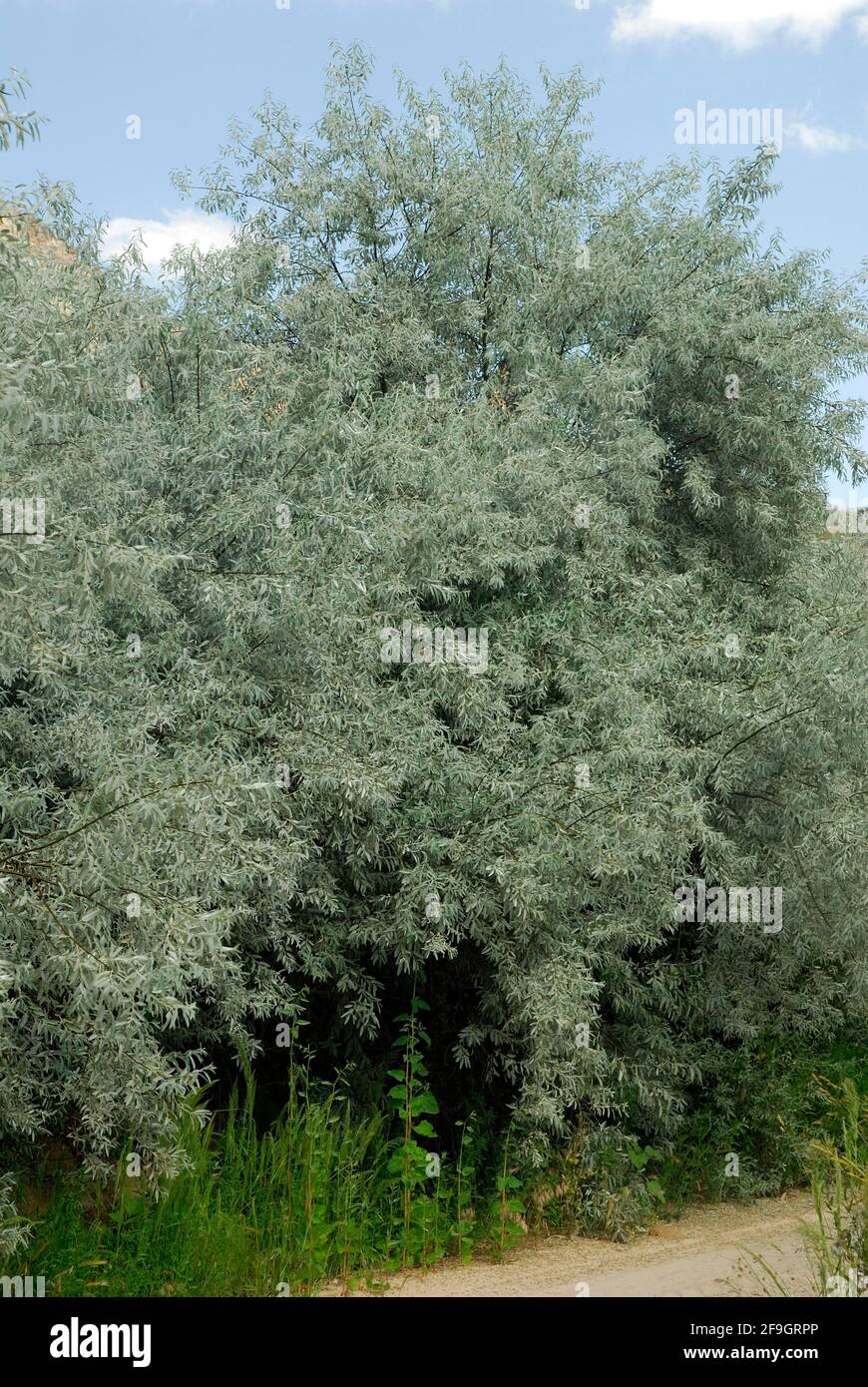 Elaeagnus angustifolia oleaster hi-res stock photography and images - Alamy