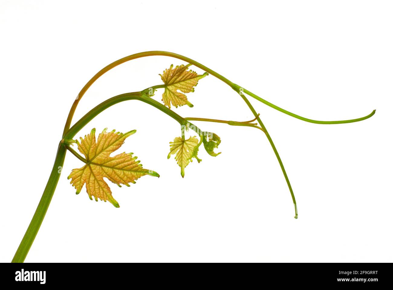Grape vine (Vitis vinifera) with tendrils, wine Stock Photo - Alamy