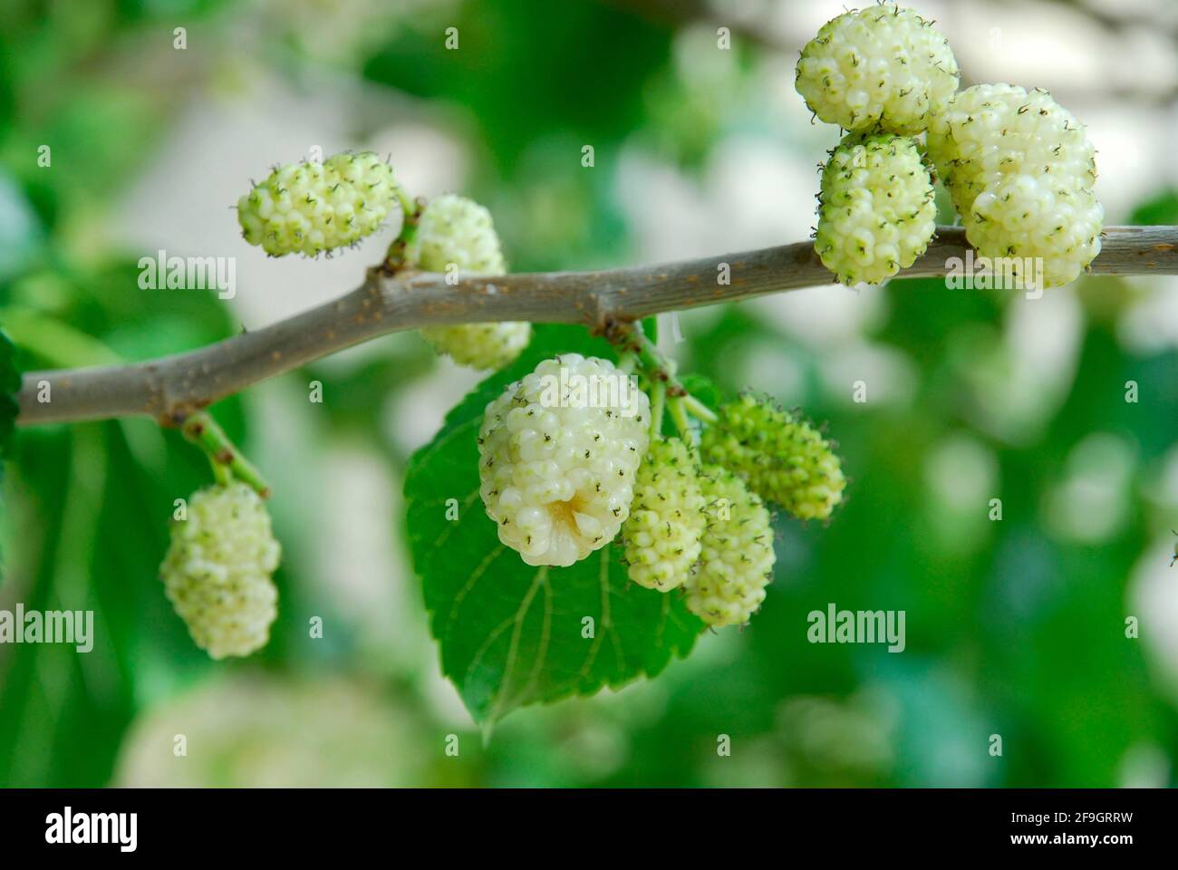 White Mulberry
