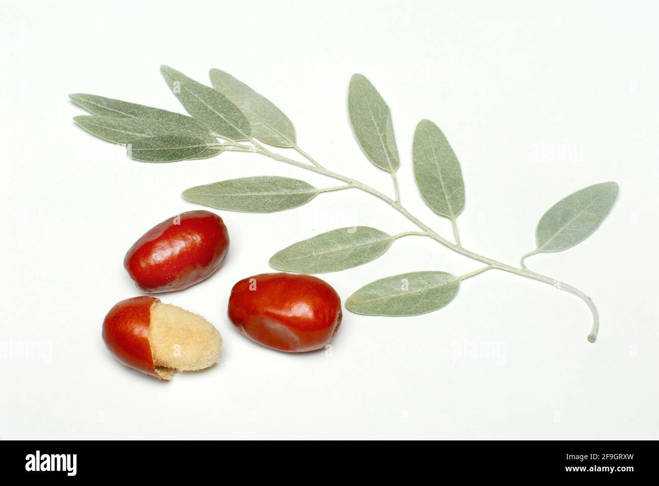 Elaeagnus angustifolia ( Elaeagnus angustifolia) Seeds Stock Photo - Alamy