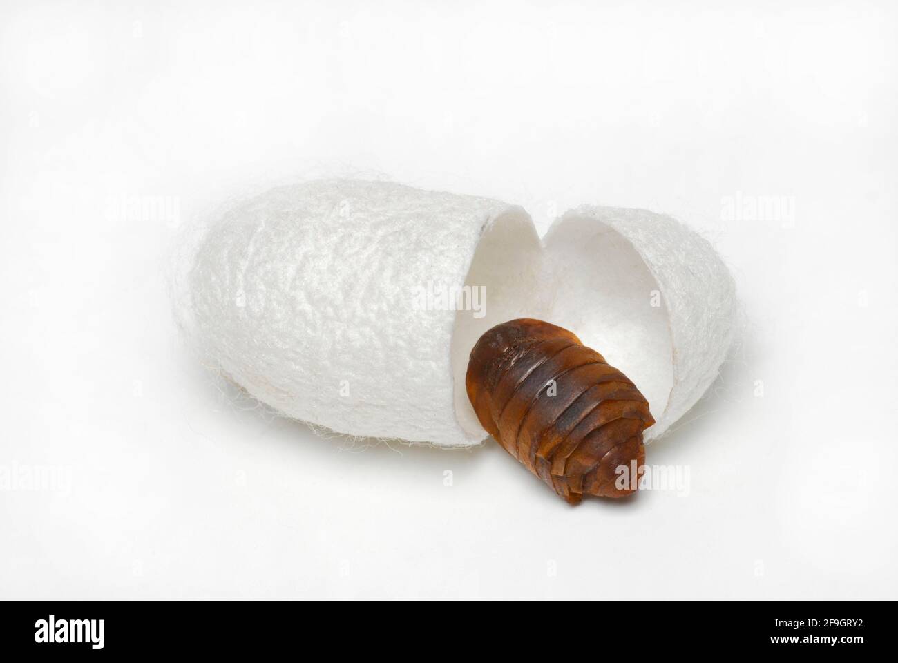 MulberryDomesticated silkmoth ( Bombyx mori) , cut open cocoon with ...
