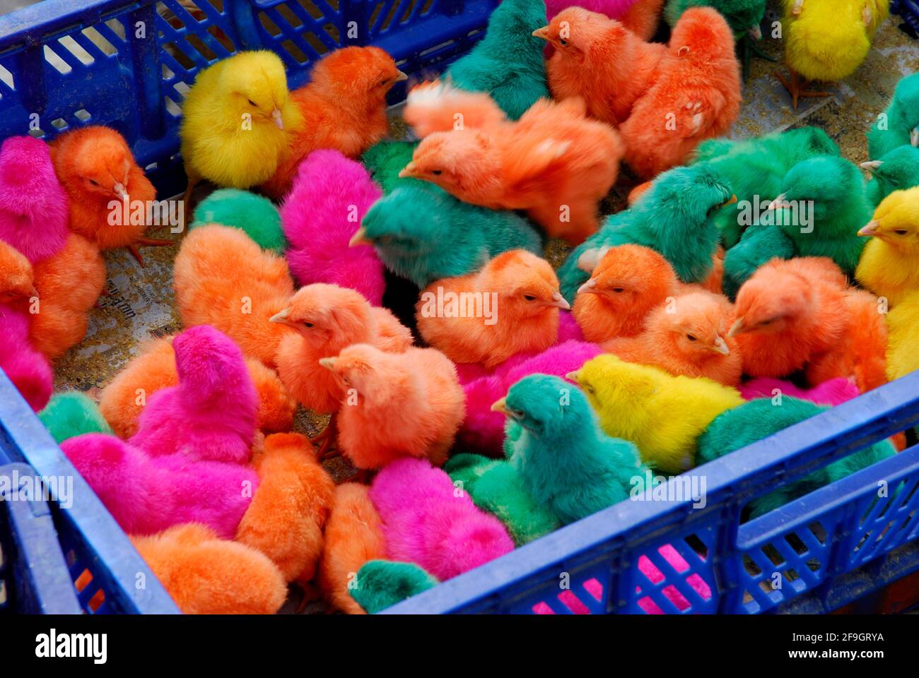 Colourful chickens, domestic chicken, market, Uerguep, Cappadocia ...
