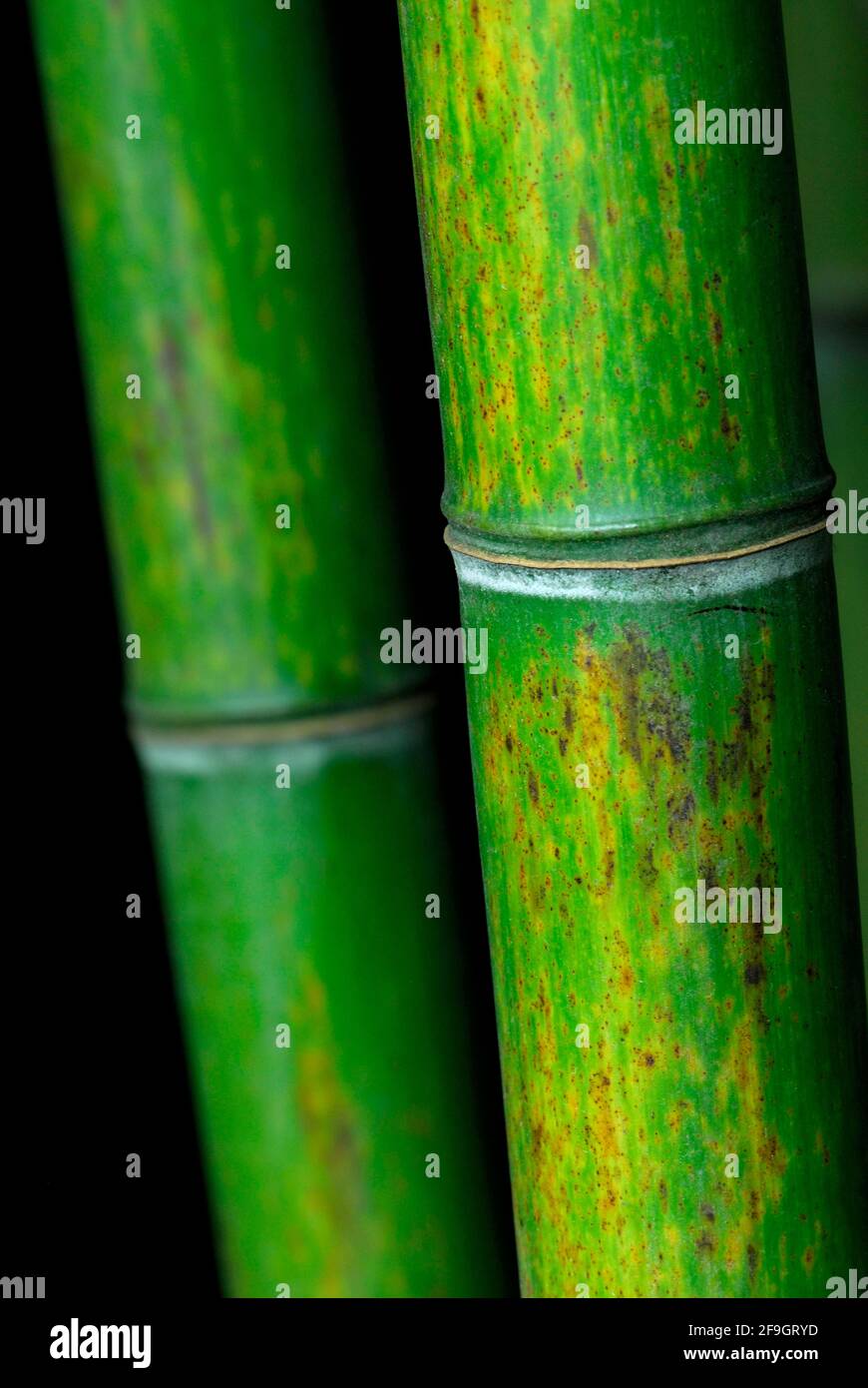 Bamboo blade hi-res stock photography and images - Alamy