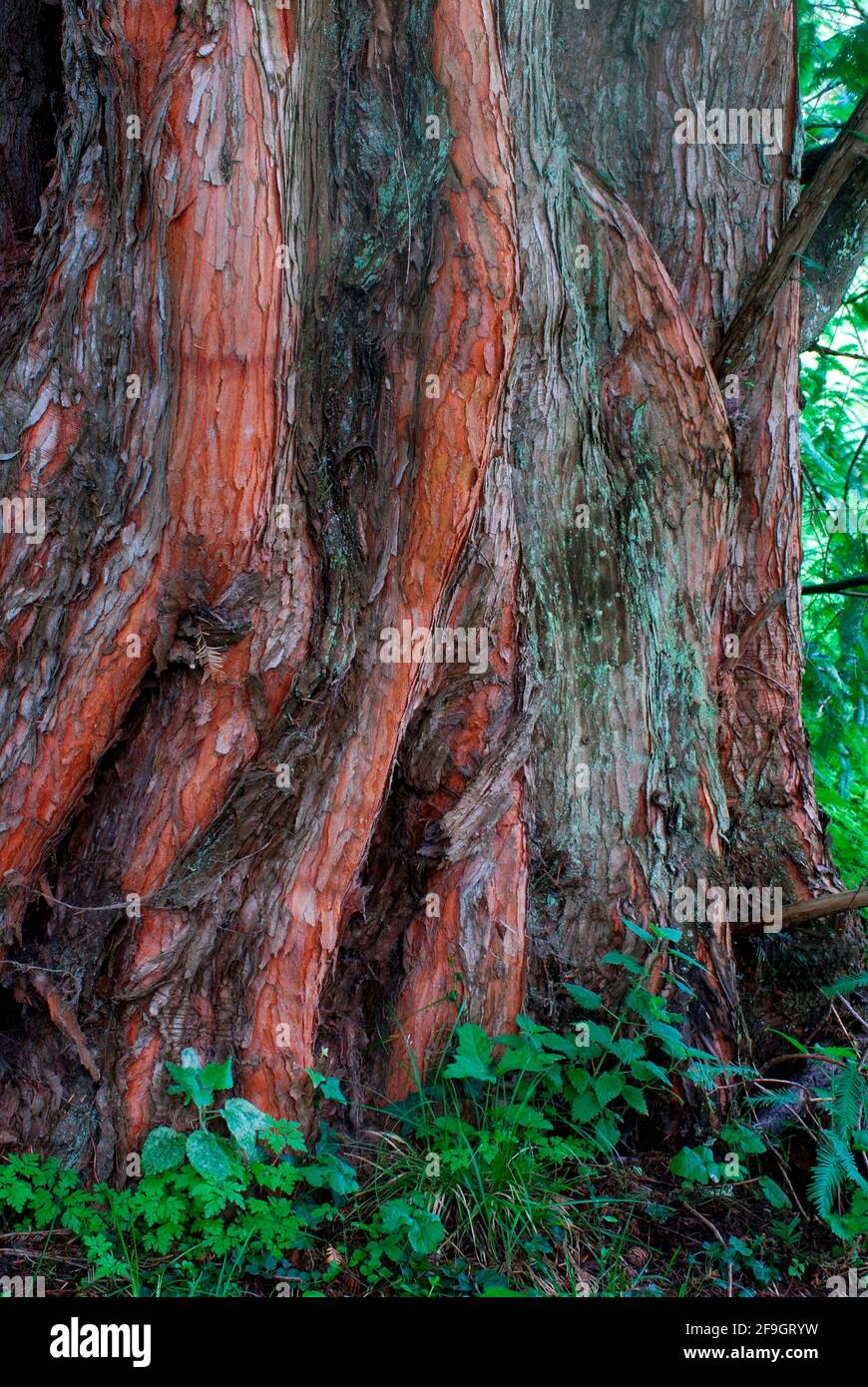 Dawn redwood, , , , Chinese Ma ( Metasequoia glyptostroboides) mmutbaum ...
