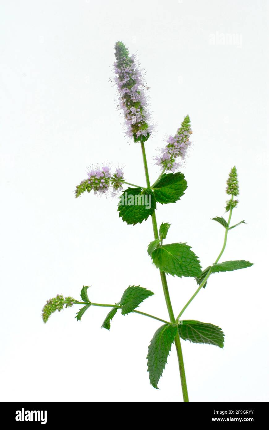 Real Peppermint ( Mentha x piperita Stock Photo - Alamy