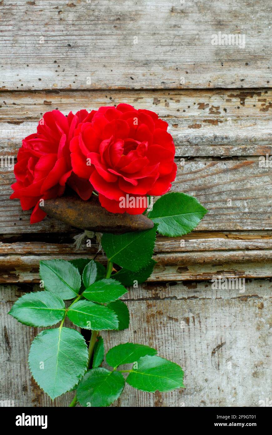 Sympathy rose hi-res stock photography and images - Alamy