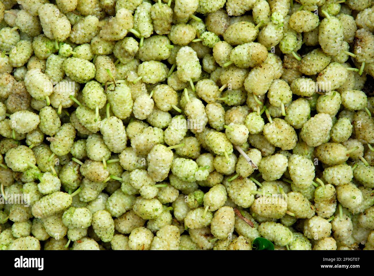 White mulberry (Morus alba) mulberry tree, Cappadocia, Turkey Stock ...
