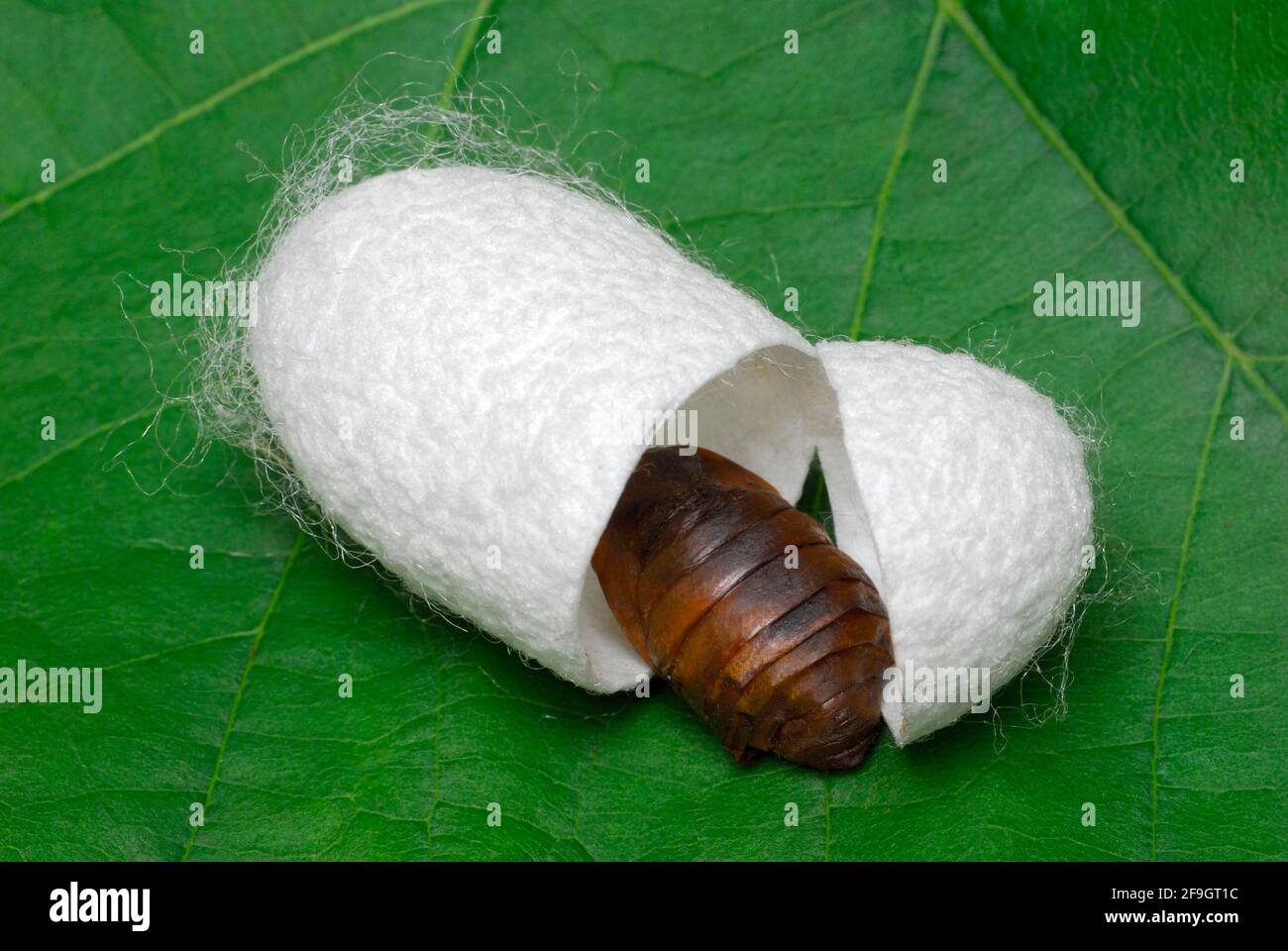 MulberryDomesticated silkmoth ( Bombyx mori) , cut open cocoon with ...