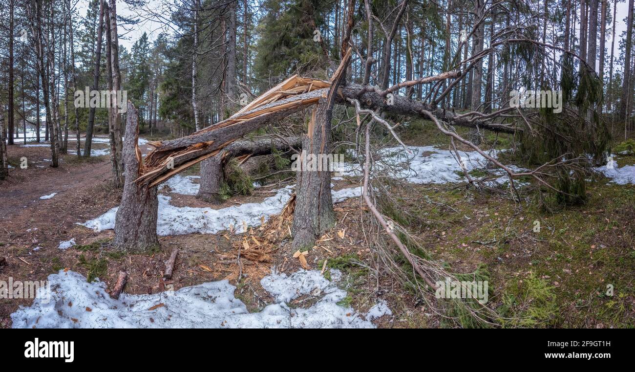 Two storm wind broken spruce trees laying next to each other in forest ...