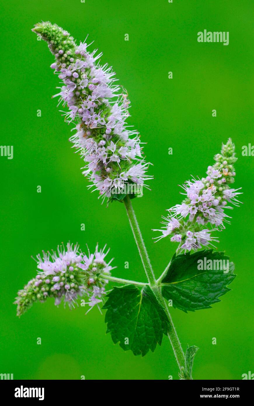 Real Peppermint ( Mentha x piperita Stock Photo - Alamy