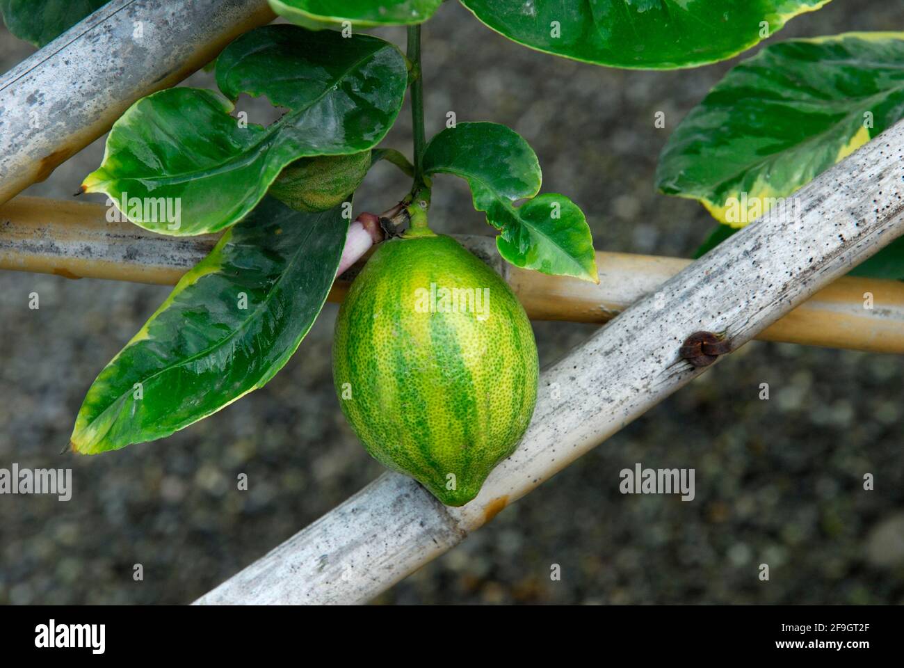Variegated lemon ( Citrus limon Foliis Variegatis Stock Photo - Alamy