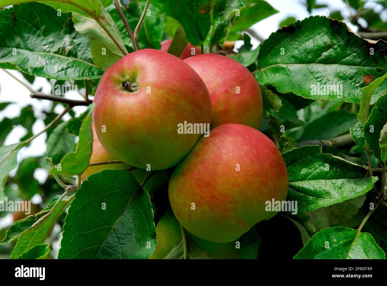 Prince apple hi-res stock photography and images - Alamy