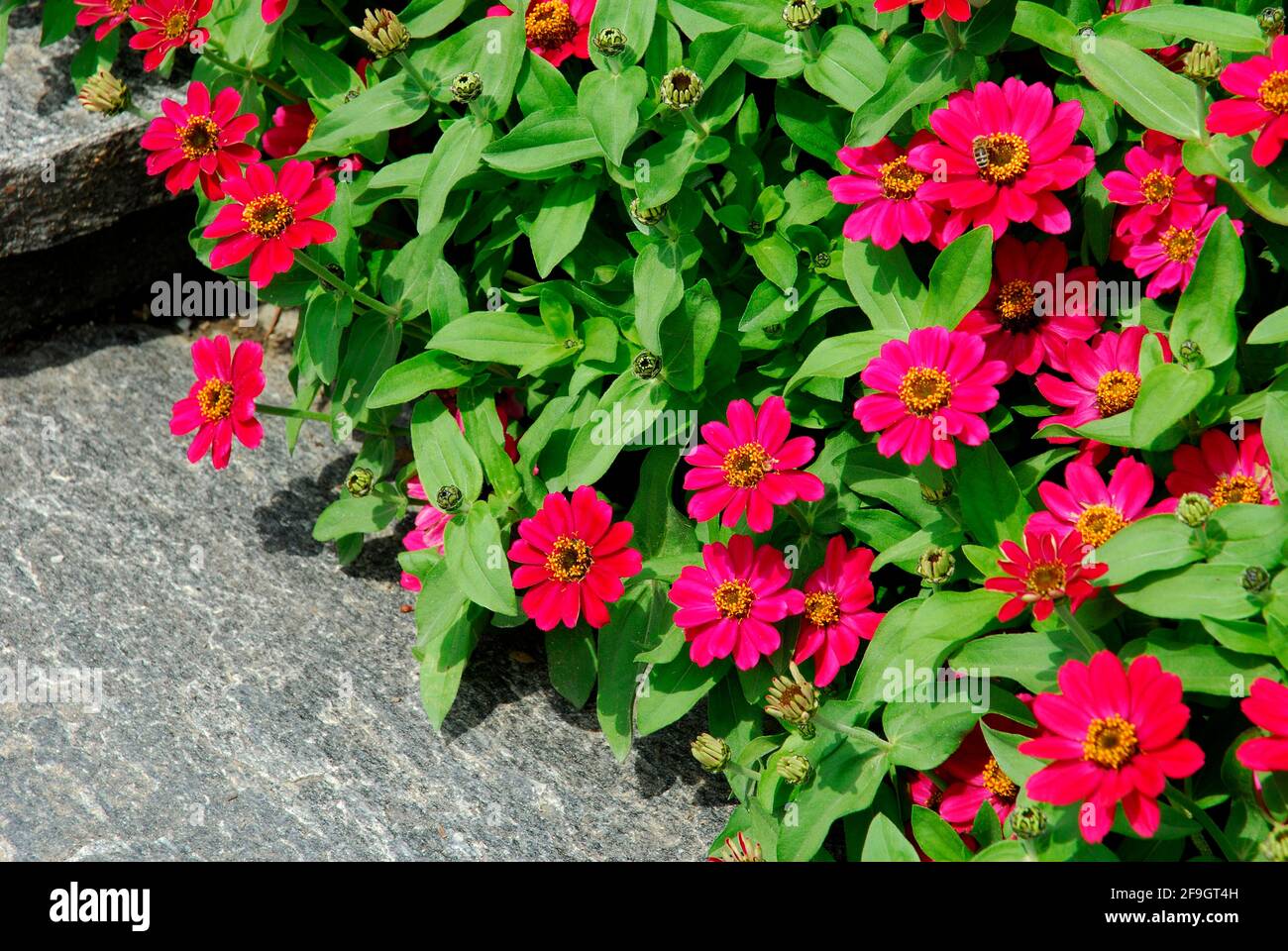 Narrow-leafed Zinnia angustifolia ( Zinnia angustifolia) Profusion ...