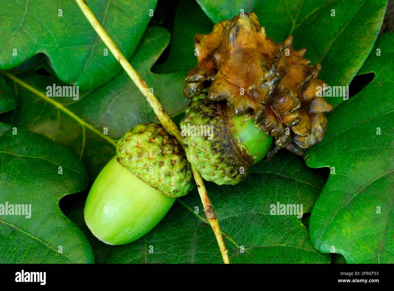 Oak gall from gall wasp to acorn, oak gall wasp, plant pest, gall wasp ...