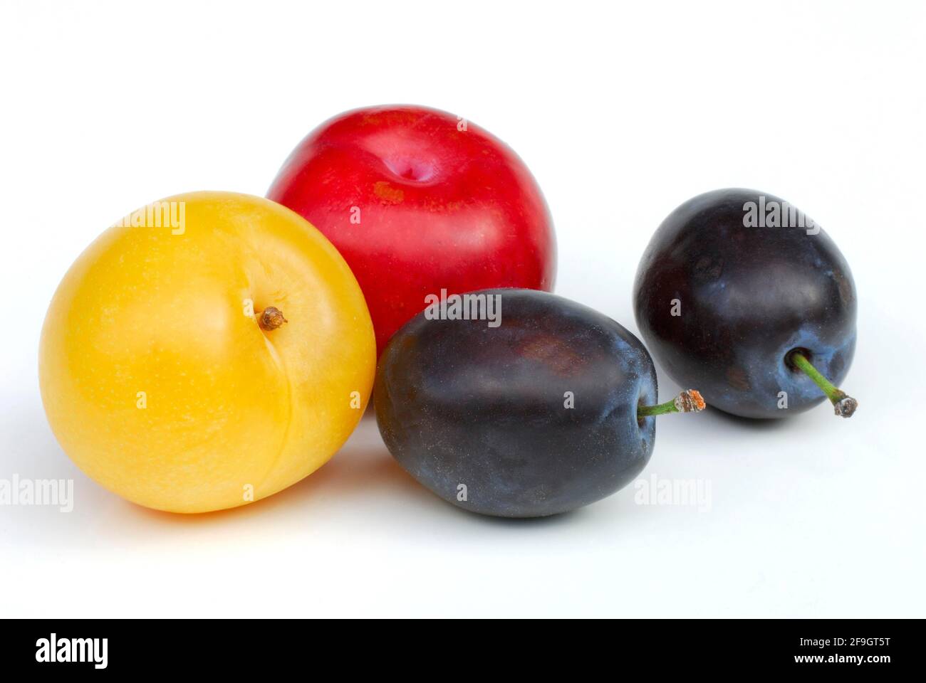 Yellow, red and blue Plums ( Prunus domestica) , Plum, plum, plum Stock ...