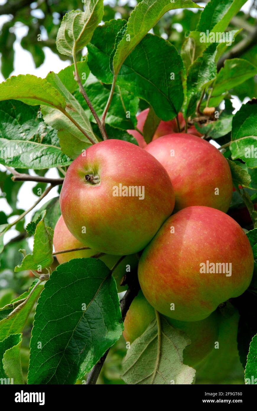 Apples prince apple (Malus domestica Stock Photo - Alamy