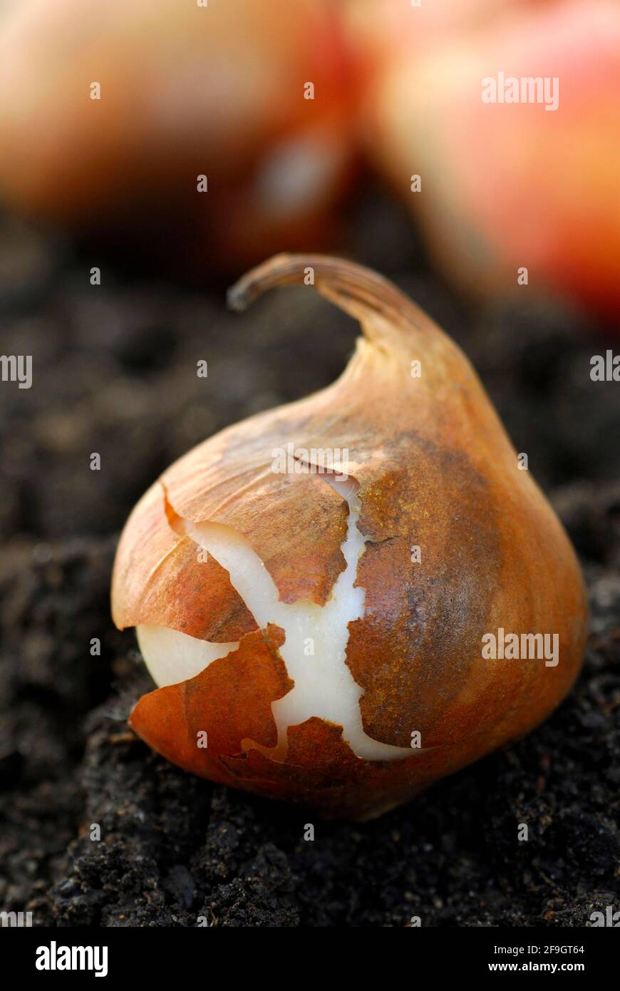 Tulip bulb hi-res stock photography and images - Alamy