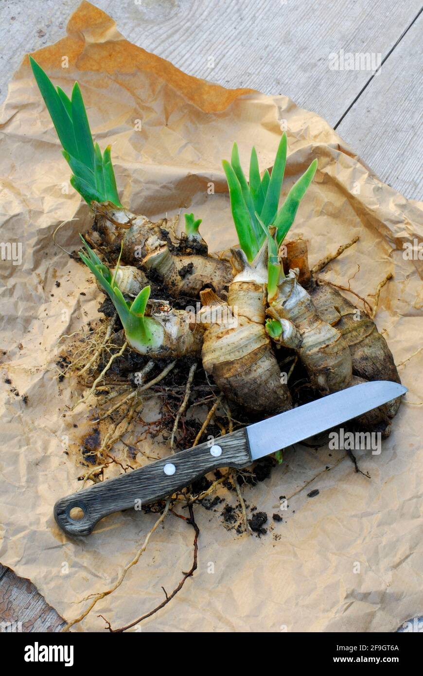 German iris (Iris germanica) rhizome, prepared for division, Bartiris ...