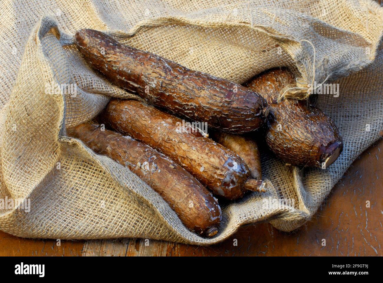 Cassavaroots, roots (Manihot esculenta Stock Photo - Alamy