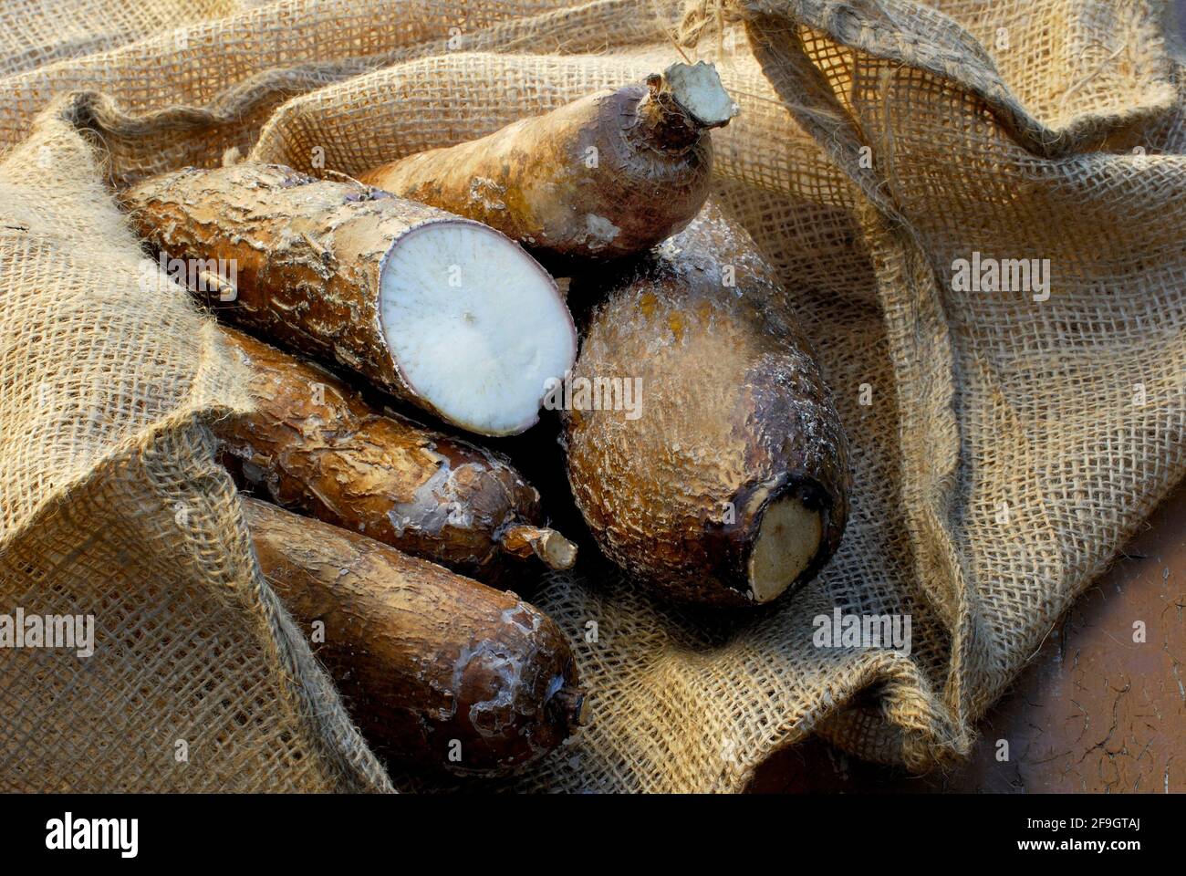 Cassavaroots, roots (Manihot esculenta Stock Photo - Alamy