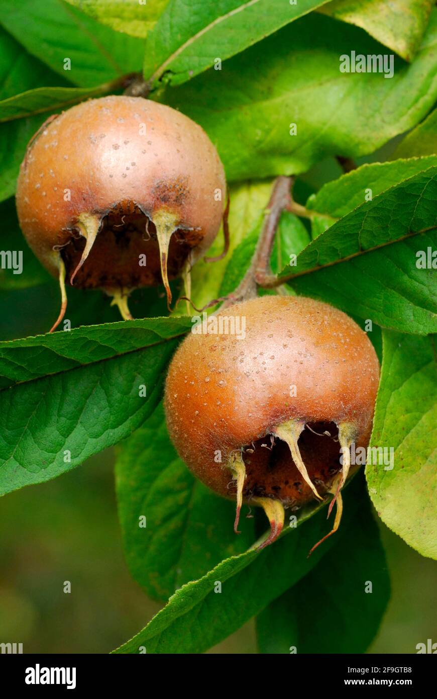 Common medlar (Mespilus germanica Stock Photo - Alamy