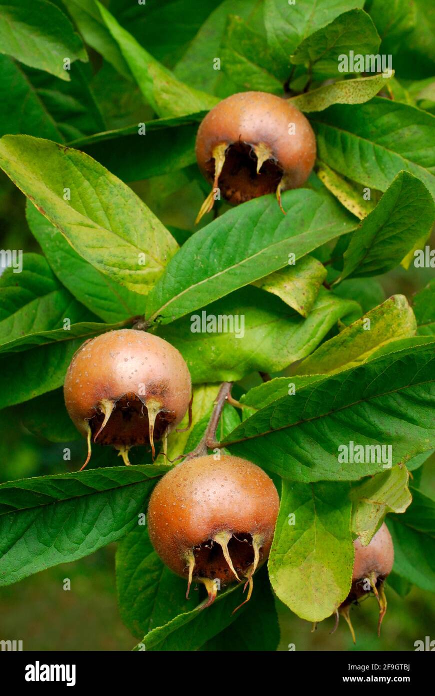 Common medlar (Mespilus germanica Stock Photo - Alamy