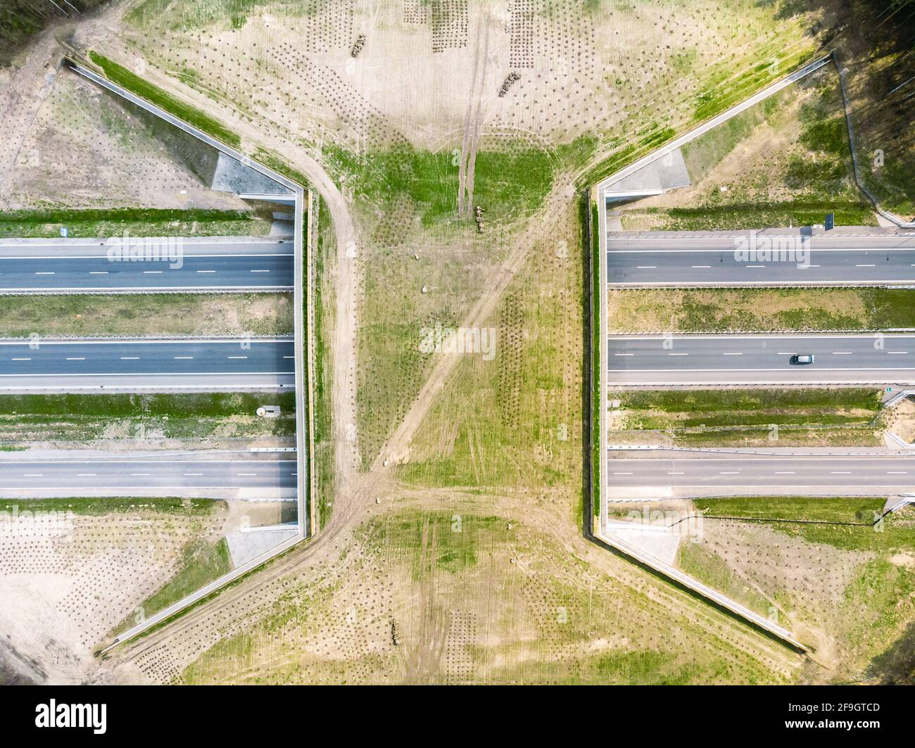Expressway with ecoduct crossing - bridge over a motorway that allows ...