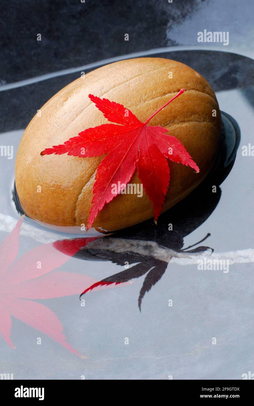 Downy Japanese Maple (Acer japonicum) , leaf on stone in water Stock ...