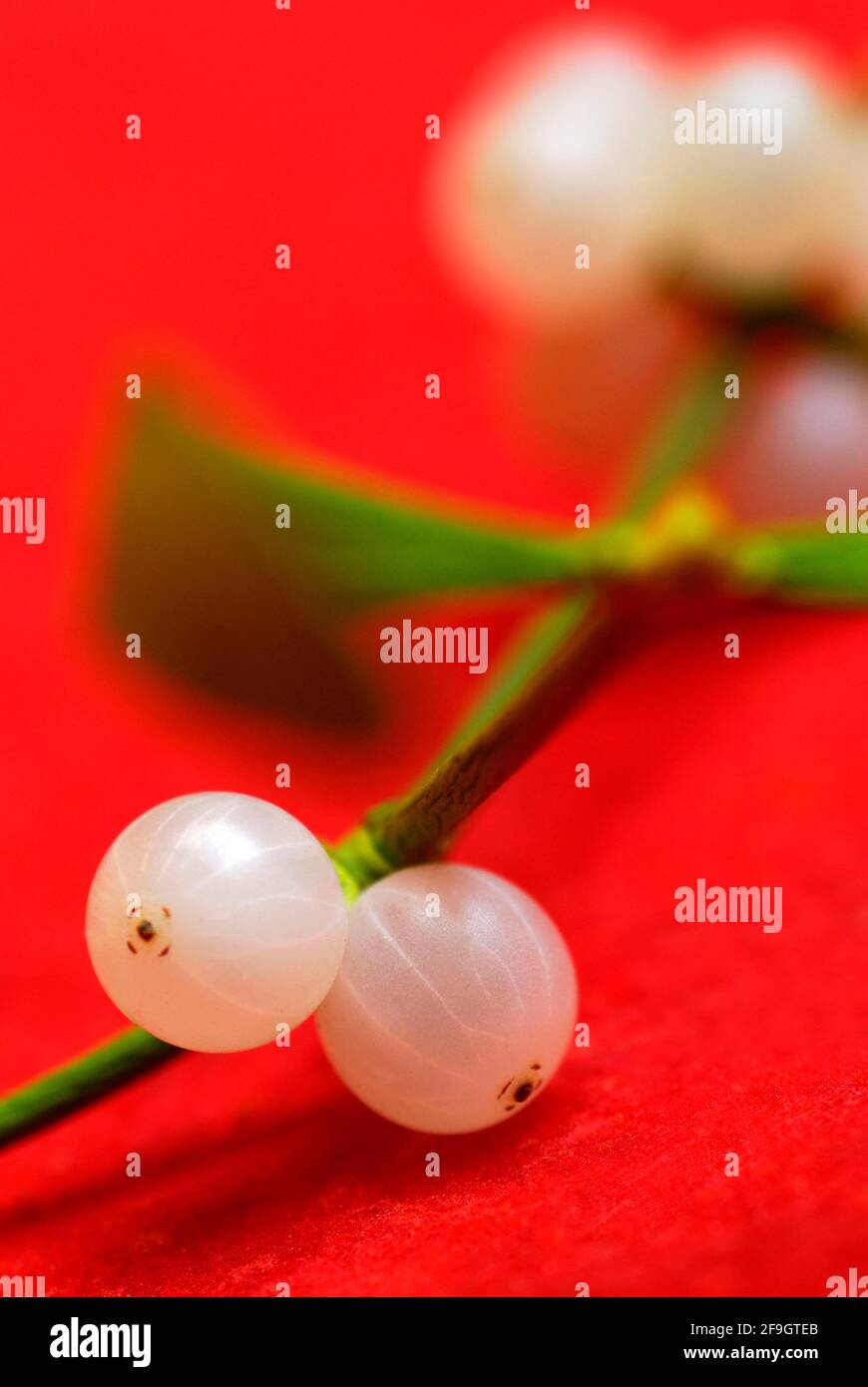 Mistletoe berries (Viscum album) , mistletoe Stock Photo - Alamy
