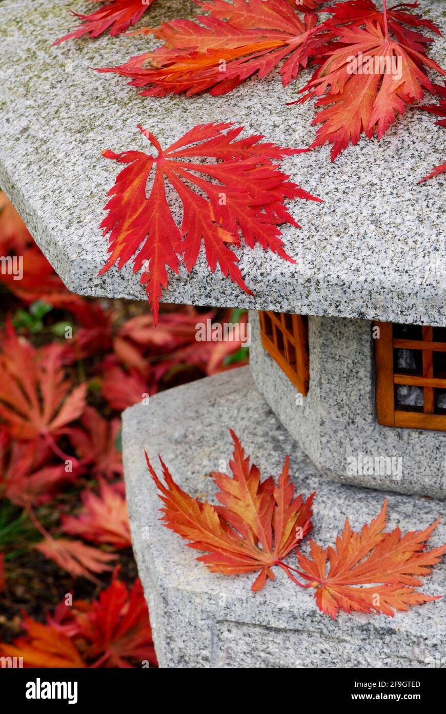 Japanese maple (Acer japonicum aconitifolium) , maple leaves on stone ...