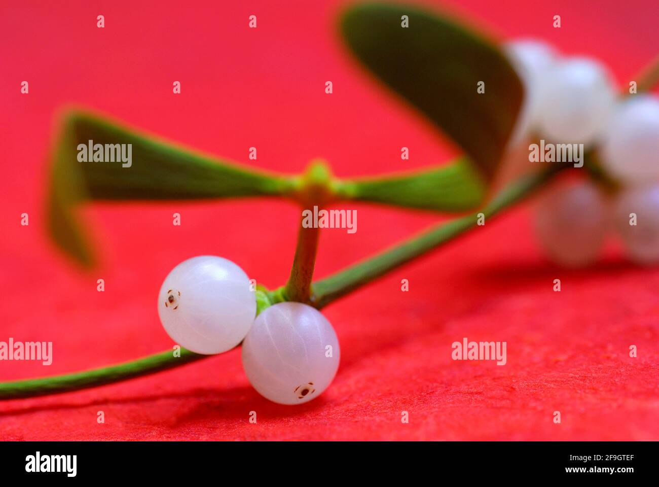 Mistletoe berries (Viscum album) , mistletoe Stock Photo - Alamy